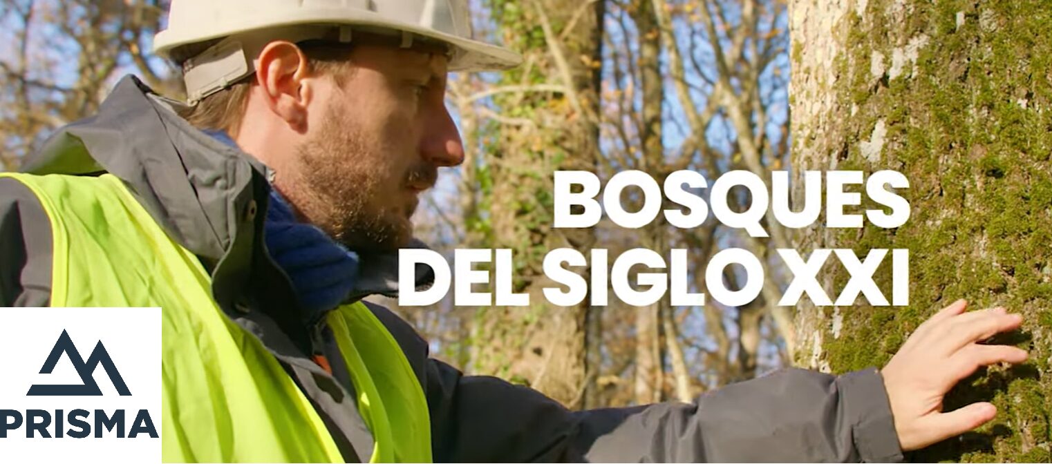 Nace el Proyecto PRISMA para impulsa cadenas de valor forestales de ...